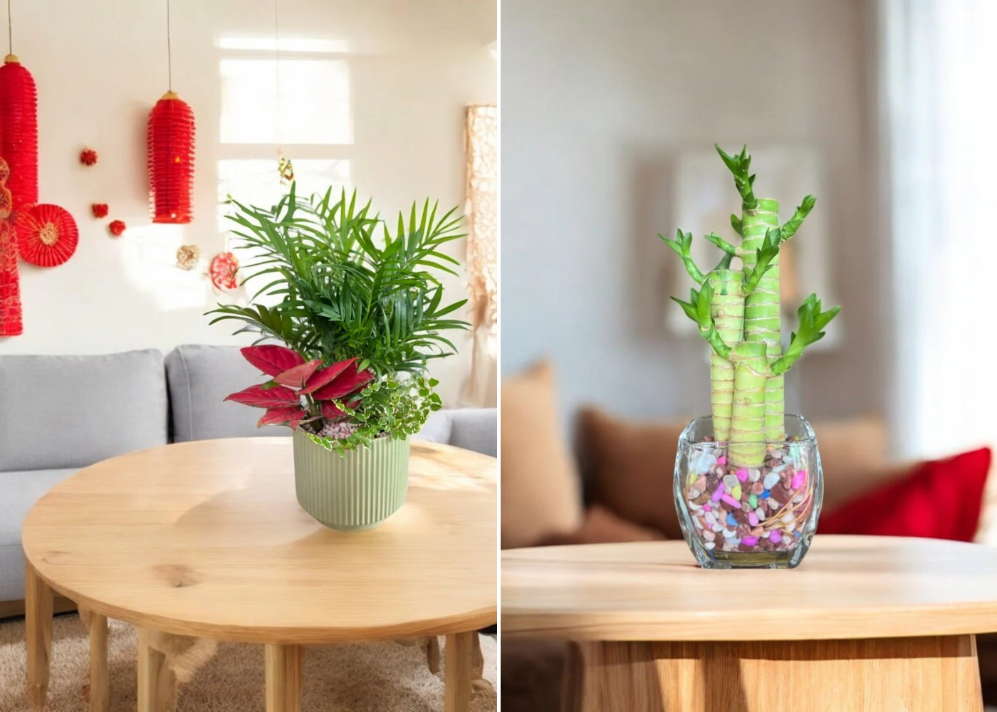 Chinese New Year Plants And Flowers in Singapore For Good Luck